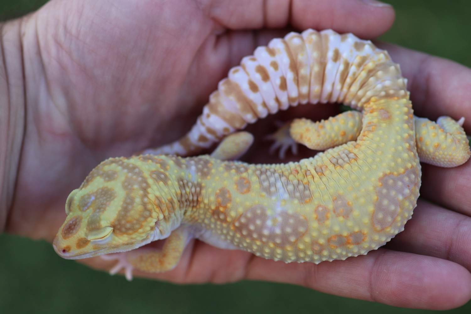 WY Tremper Eclipse Leopard Gecko by Noble Family Geckos - MorphMarket