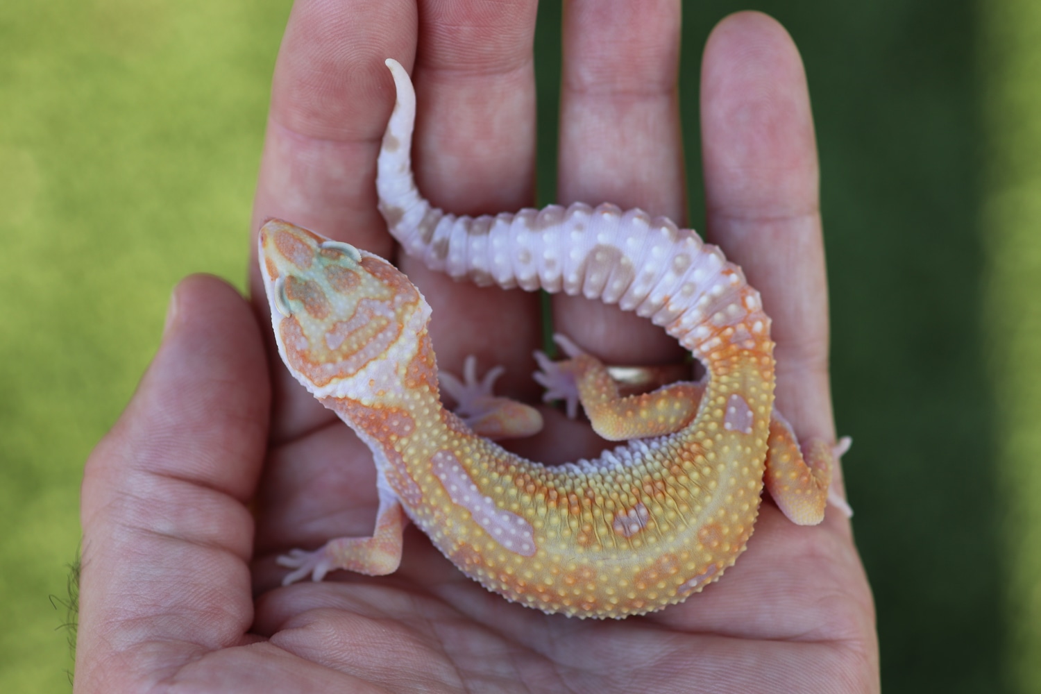 White And Yellow Tremper Het Eclipse Leopard Gecko by Noble Family ...