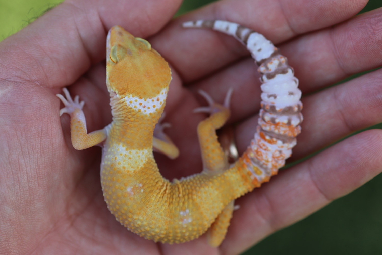 Sunglow Blood-Cross Raptor Leopard Gecko by Noble Family Geckos ...