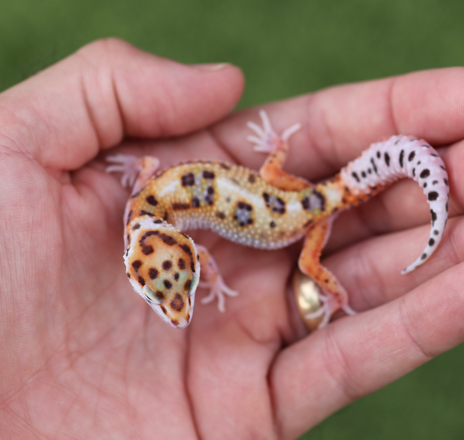 White And Yellow Het Tremper Pos Het Eclipse Leopard Gecko by Noble ...