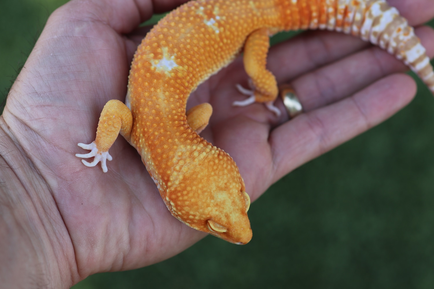 Sunglow Het Eclipse Leopard Gecko by Noble Family Geckos - MorphMarket