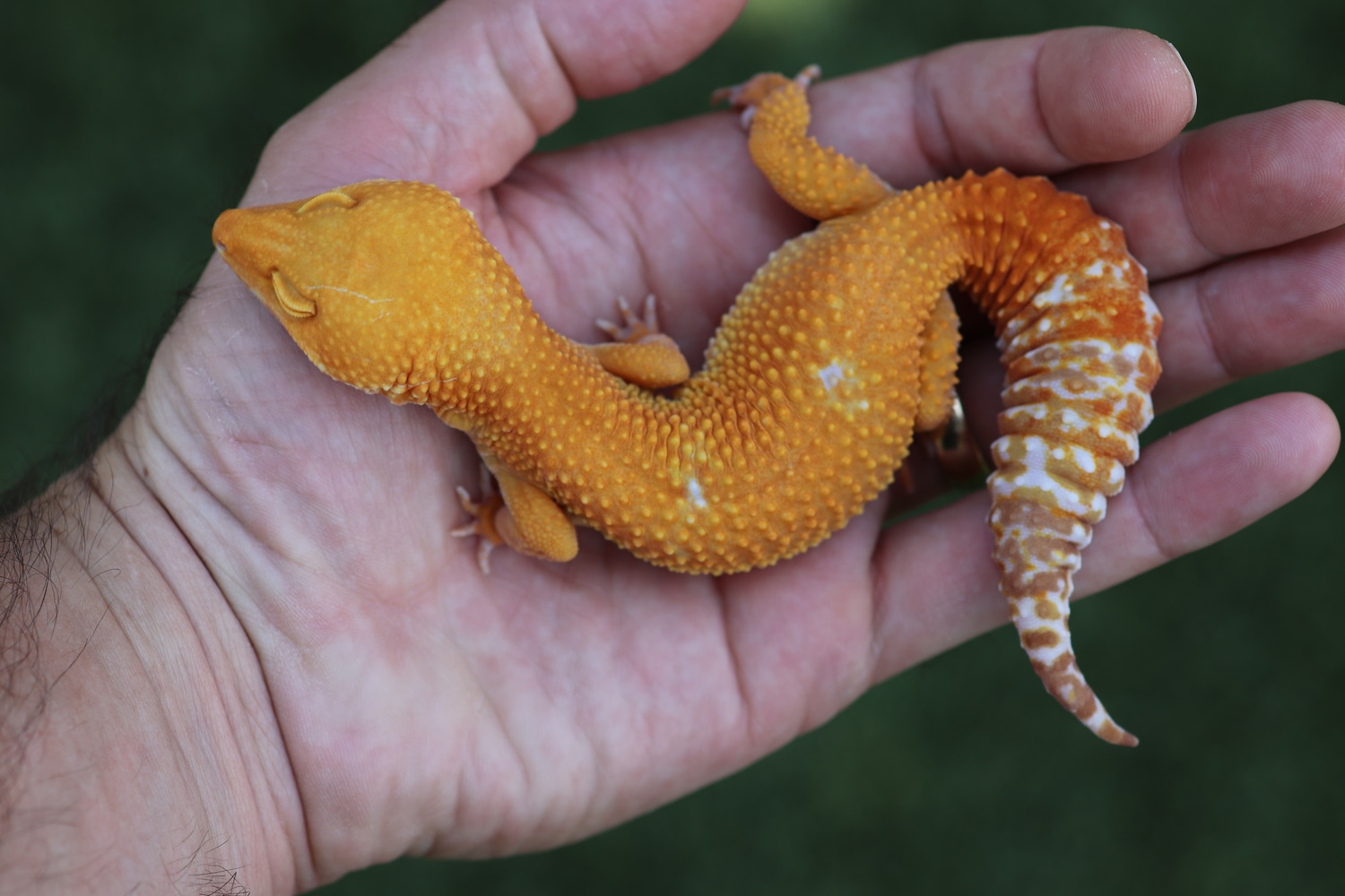 Sunglow Blood Leopard Gecko by Noble Family Geckos - MorphMarket