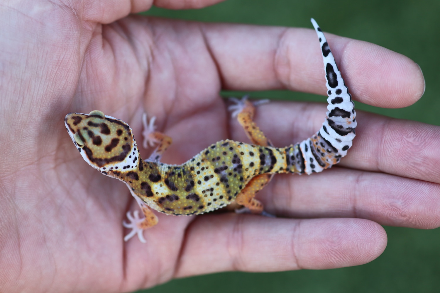 Het Tremper Pos Het Eclipse Leopard Gecko by Noble Family Geckos ...