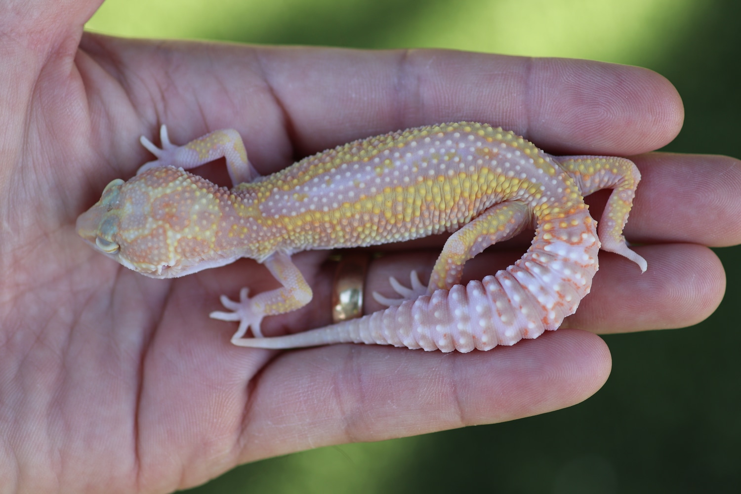 WY Tremper Pos Het Eclipse Leopard Gecko by Noble Family Geckos ...
