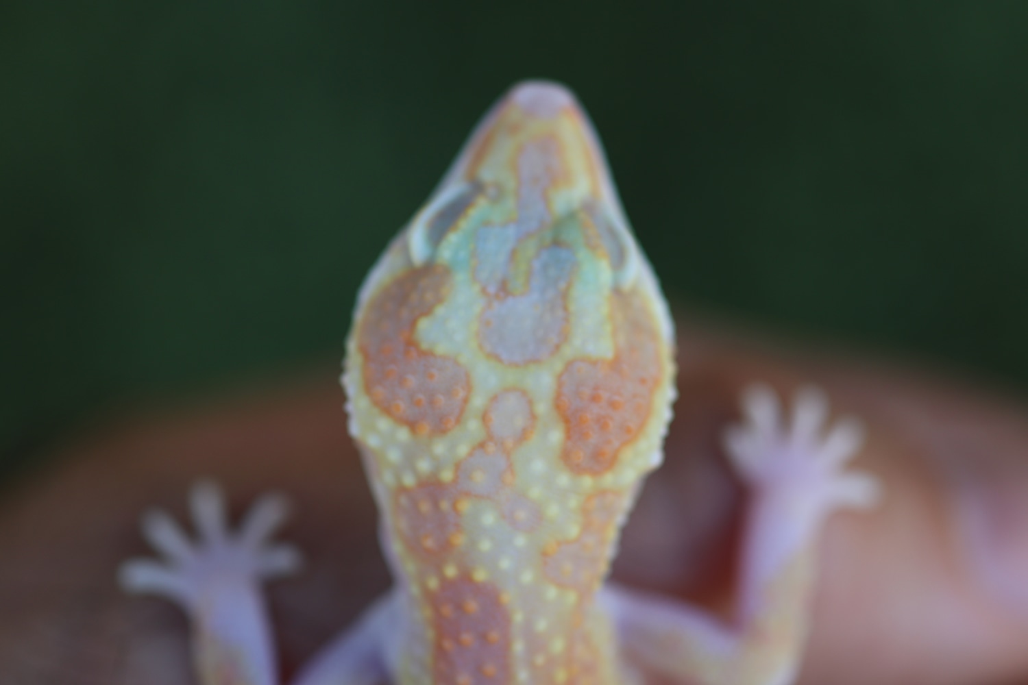 Raptor Leopard Gecko by Noble Family Geckos - MorphMarket