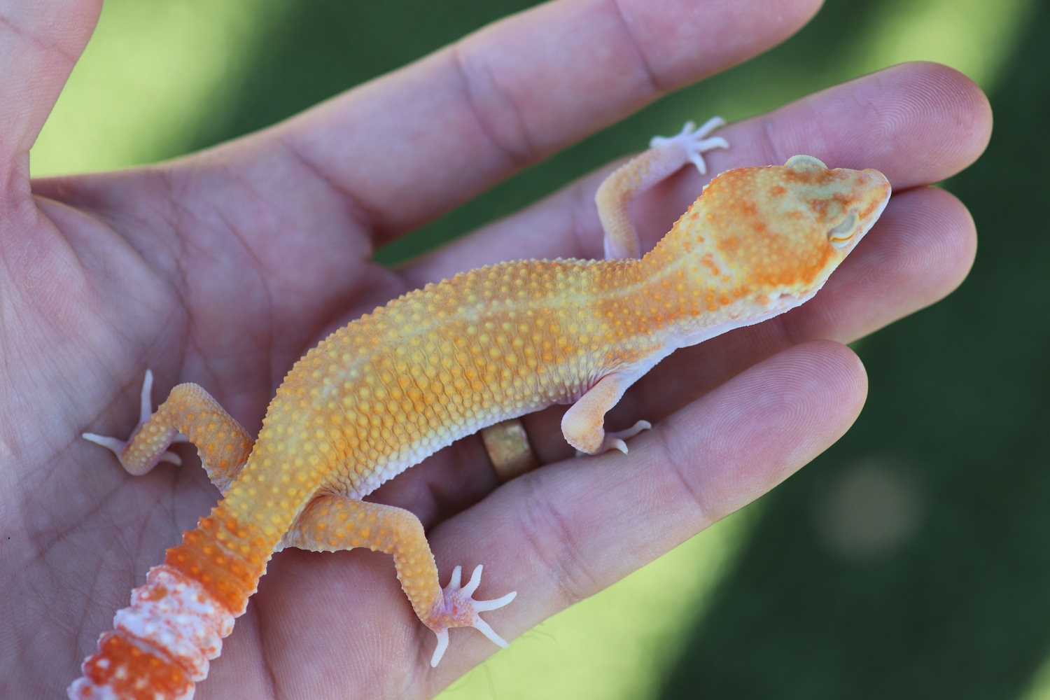 Blood-Cross Sunglow 66%het Raptor Leopard Gecko by Noble Family Geckos ...