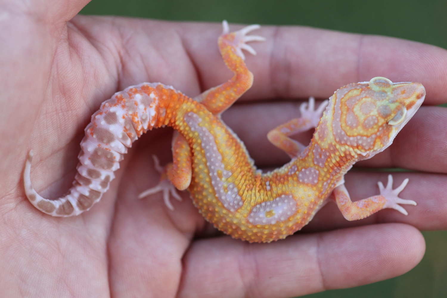 White And Yellow Tremper 66% Het Eclipse Leopard Gecko by Noble Family ...
