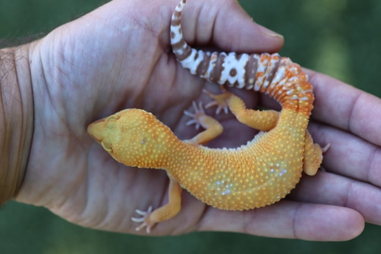 Blood-Cross Sunglow 66%het Raptor Leopard Gecko by Noble Family Fauna