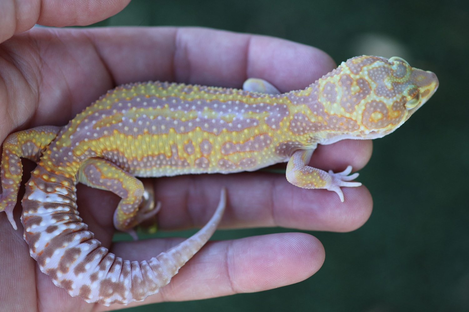 WY Tremper Pos Het Eclipse Leopard Gecko by Noble Family Geckos ...