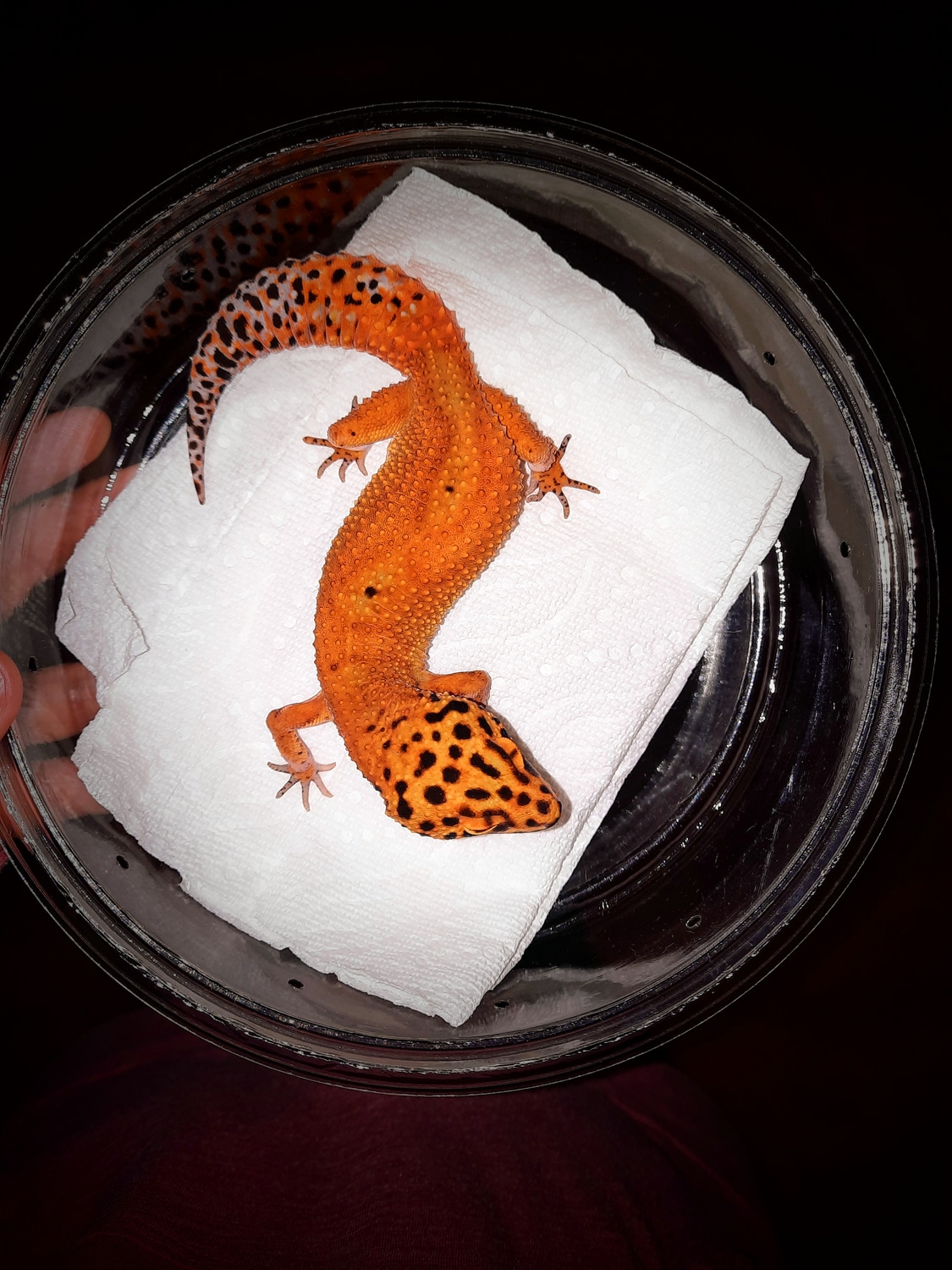 Blood Emerine Leopard Gecko by Gecko Bliss - MorphMarket