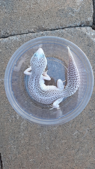 Galaxy Leopard Gecko by Gecko Bliss