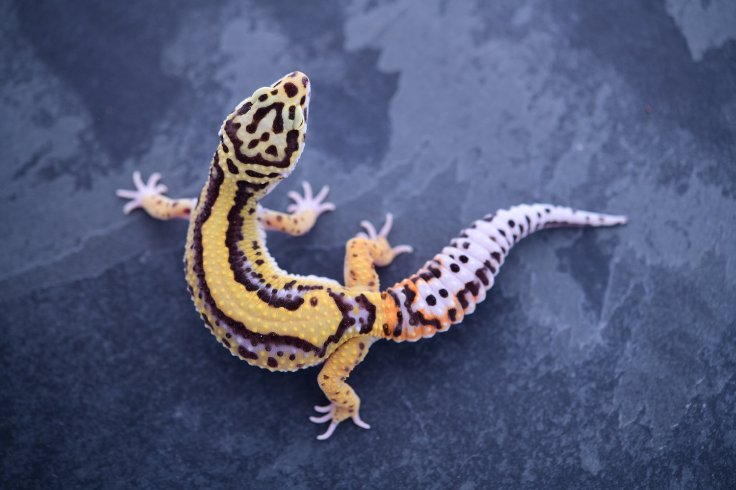 Bold Stripe Leopard Gecko by Geckoboa - MorphMarket