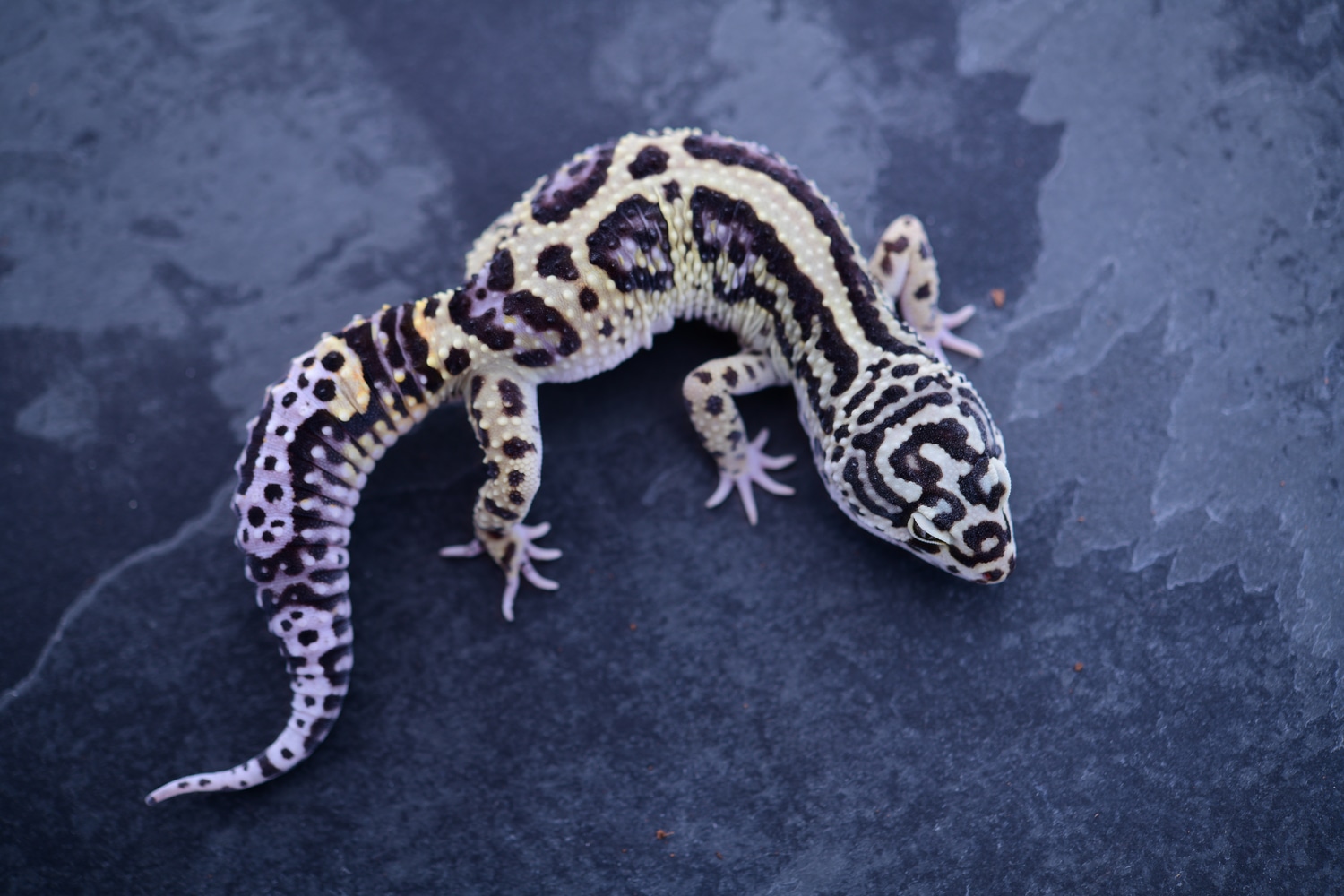 Bold Stripe Leopard Gecko by Geckoboa - MorphMarket