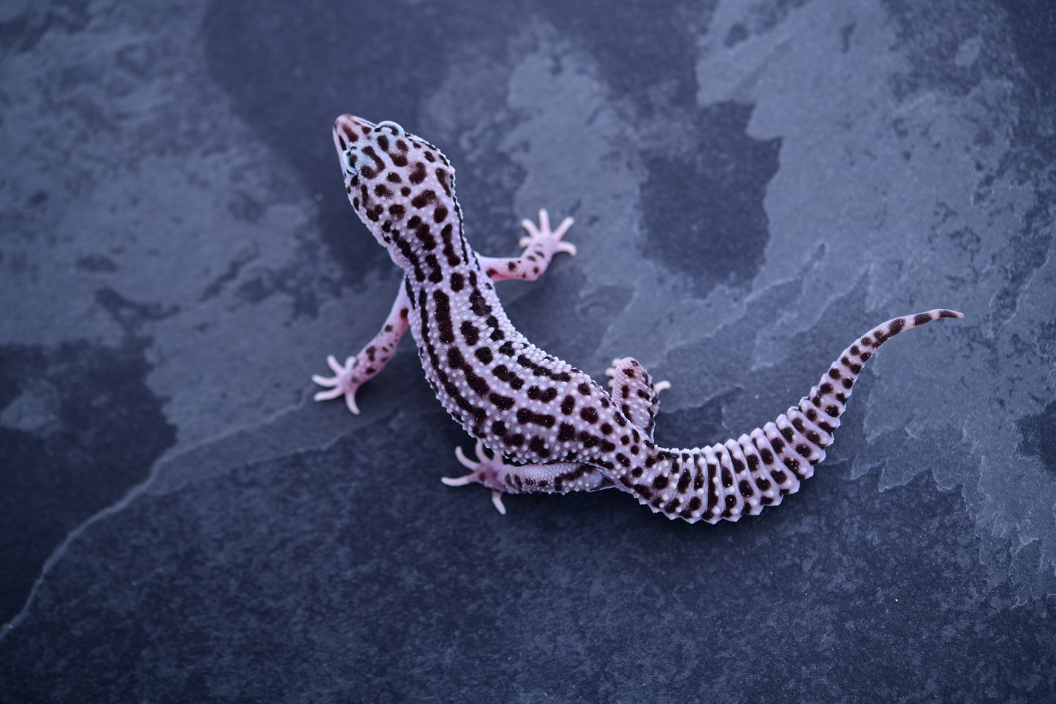Super Snow (Lavender Bold Line) Leopard Gecko by Geckoboa - MorphMarket