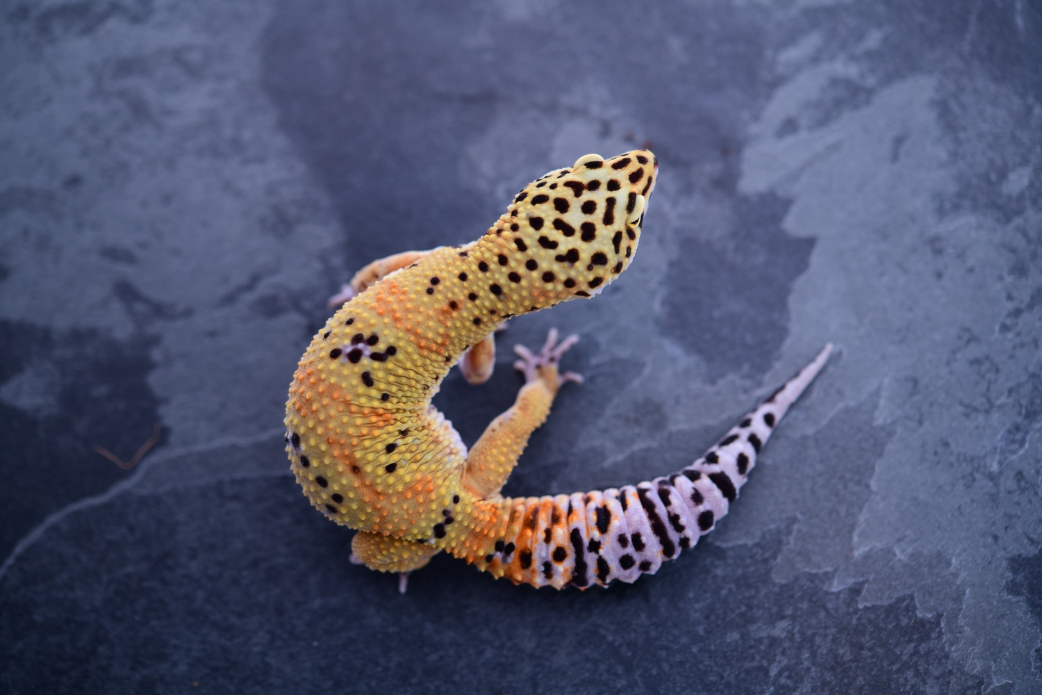 Clown Line Tangerine Leopard Gecko by Geckoboa - MorphMarket