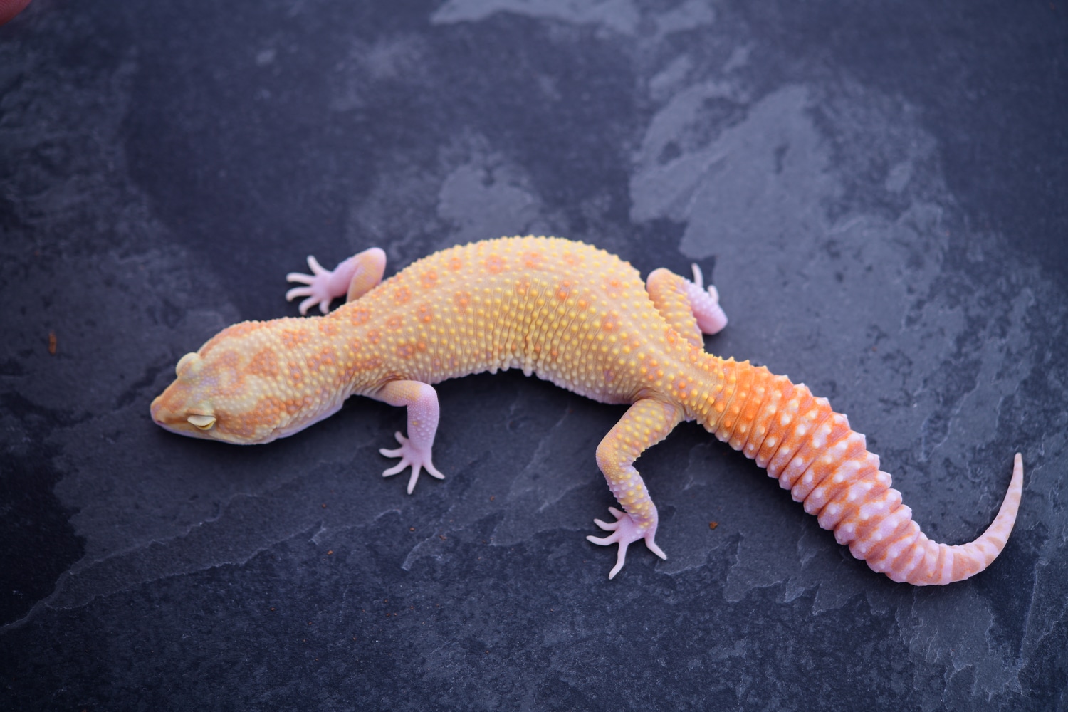 Tangerine Raptor - Female Leopard Gecko by Geckoboa - MorphMarket
