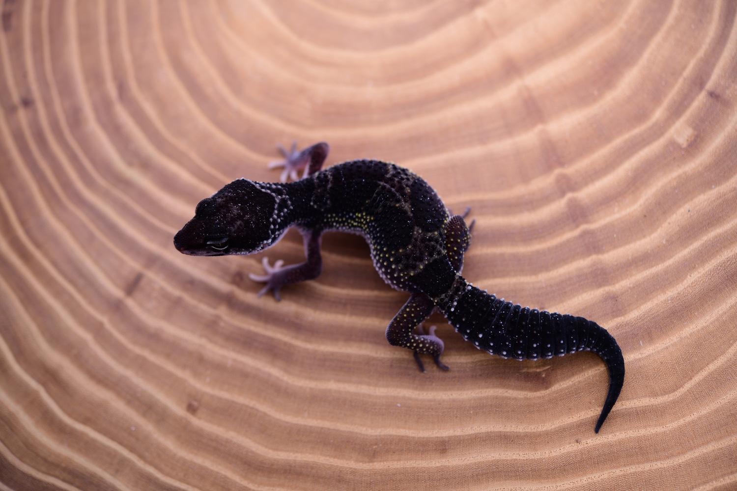 Melanistic Leopard Gecko by Geckoboa - MorphMarket