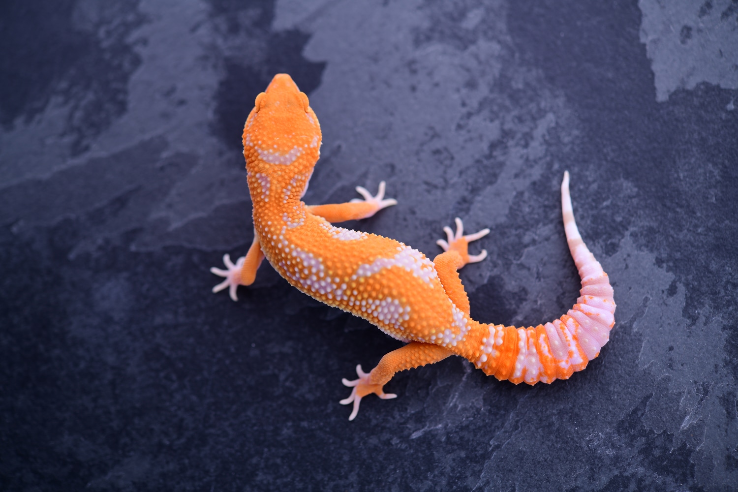 Tangerine Tremper Leopard Gecko by Geckoboa - MorphMarket
