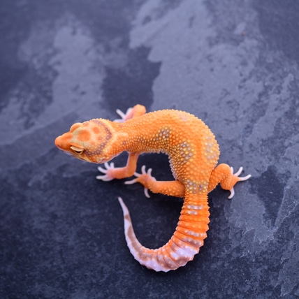 Geckoboa - MorphMarket