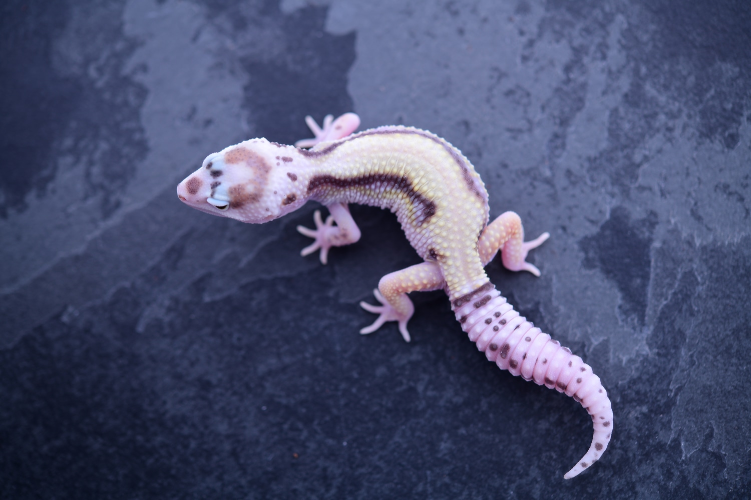 Bold Stripe W/Y Leopard Gecko by Geckoboa - MorphMarket