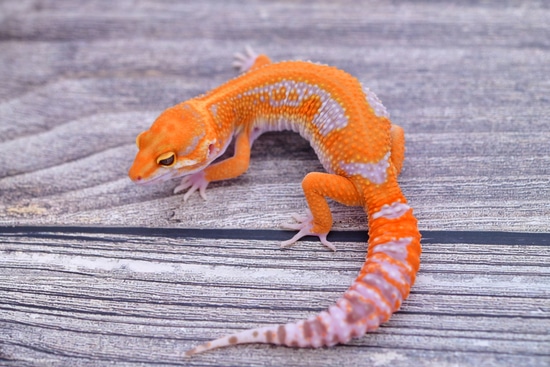 Red Diamond Leopard Gecko by Geckoboa