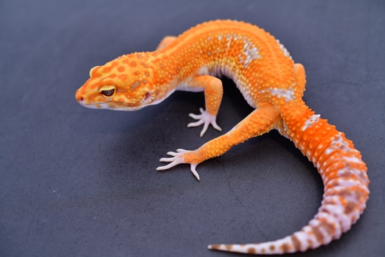 Red Diamond Leopard Gecko by Geckoboa