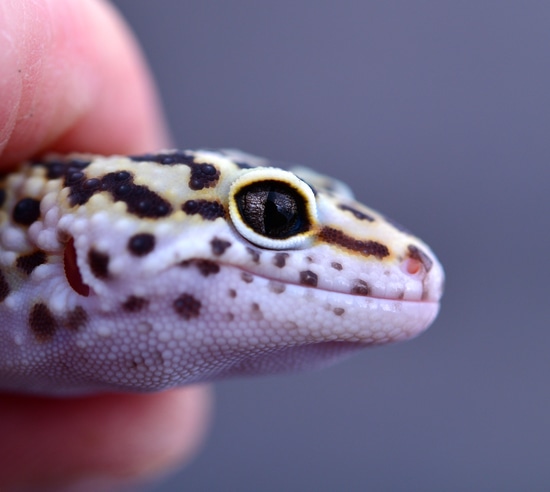 Marble Eye Leopard Gecko by Geckoboa