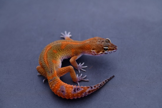 Black Night/Mandarin Line Melanistic Tangerine Leopard Gecko by Geckoboa