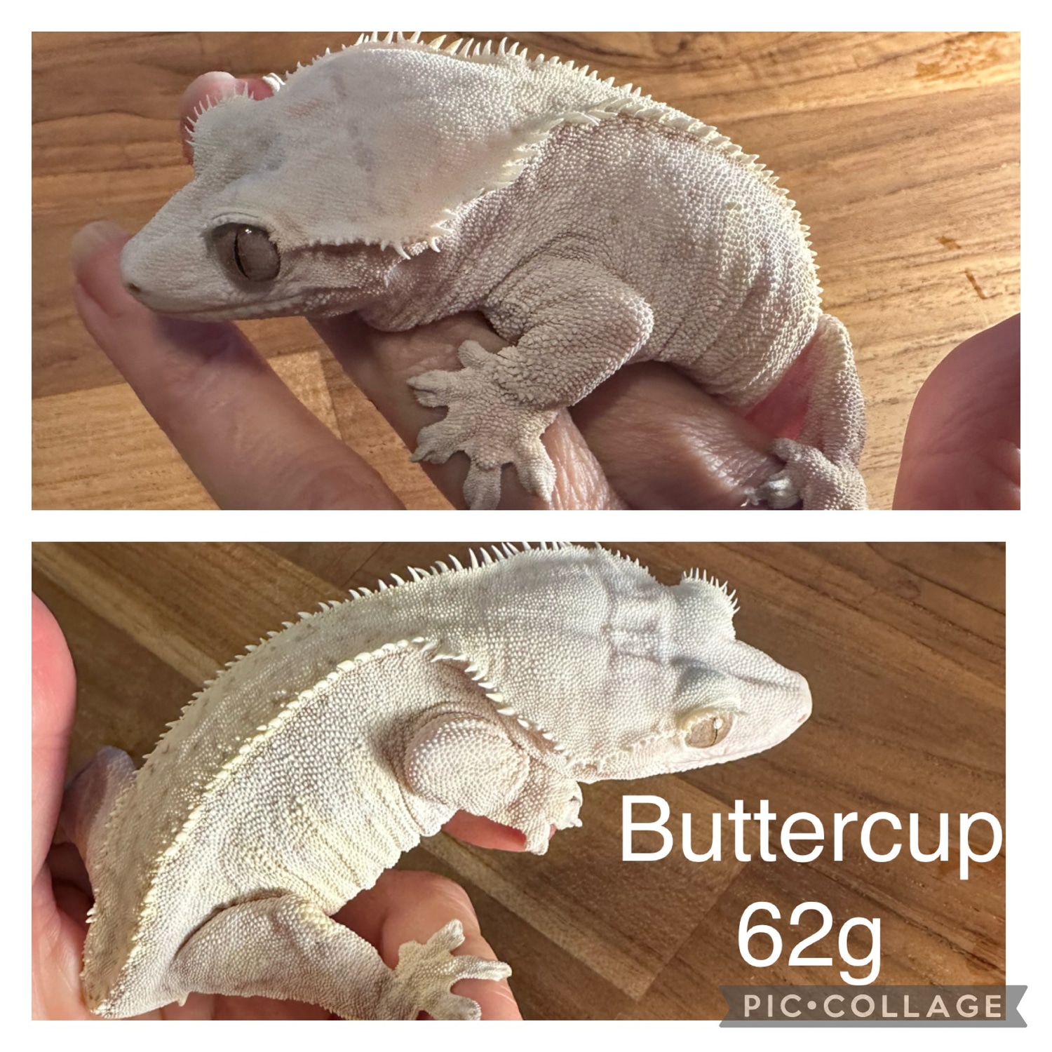 Yellow Patternless Adult Female Crested Gecko by Gecko Cooperative ...