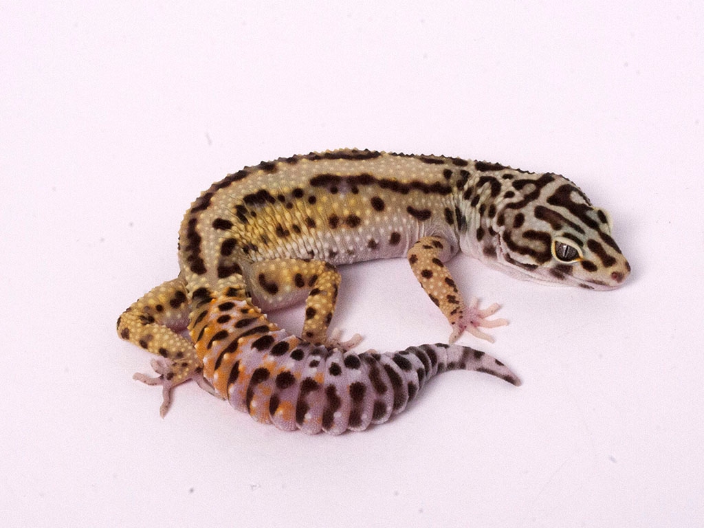 Pure Halloween Mask Leopard Gecko by Gecko Daddy - MorphMarket