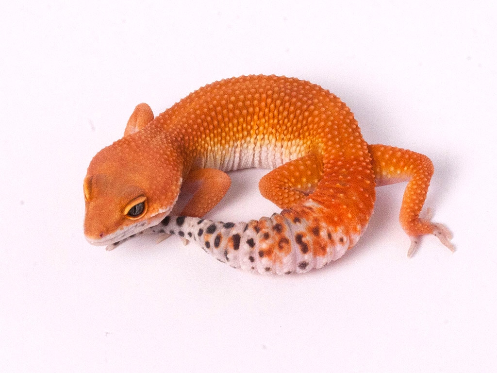 Tango Crush Tangerine Leopard Gecko by Gecko Daddy - MorphMarket