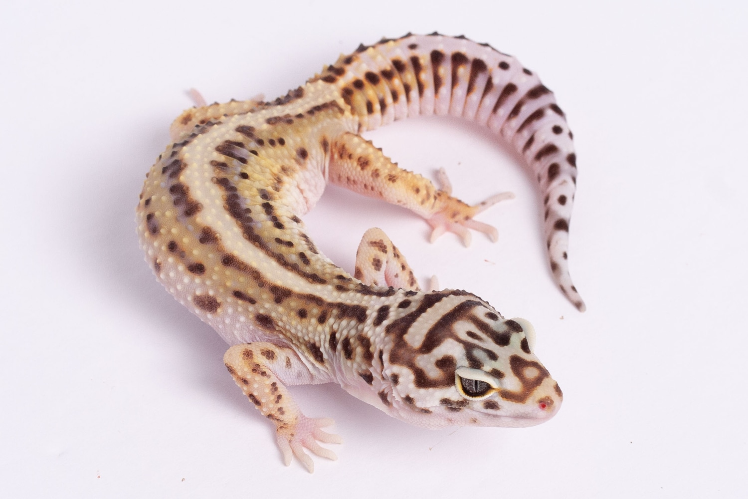 Pure Halloween Mask Leopard Gecko by Gecko Daddy - MorphMarket