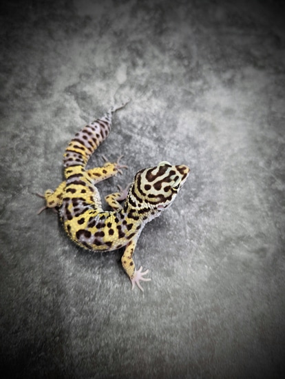Pure Halloween Mask Leopard Gecko by Gecko Daddy