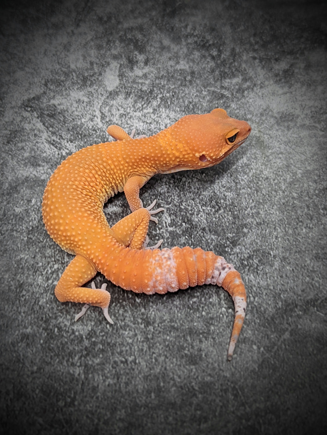 Tango Crush Tangerine Leopard Gecko by Gecko Daddy - MorphMarket