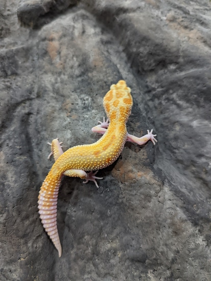 Tremper Tangerine White And Yellow Eclipse (Snake Eyes) Leopard Gecko ...