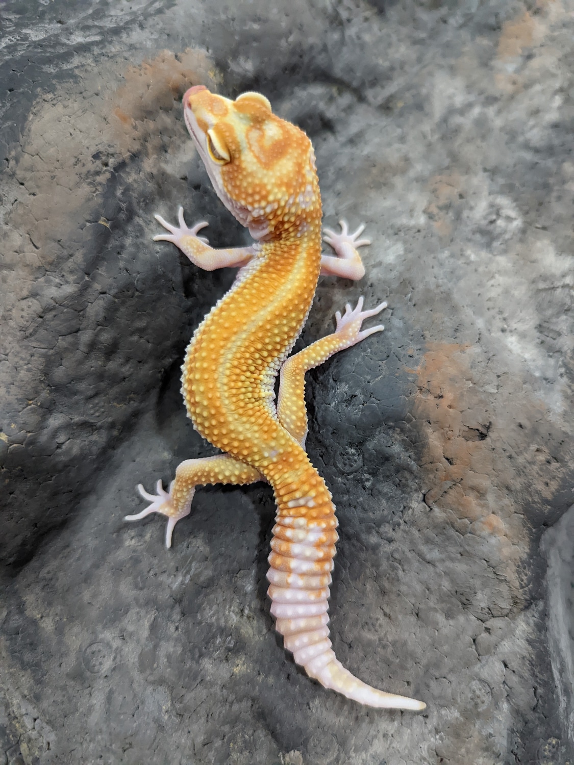 Tremper Tangerine White And Yellow 66% Het Eclipse Leopard Gecko by ...
