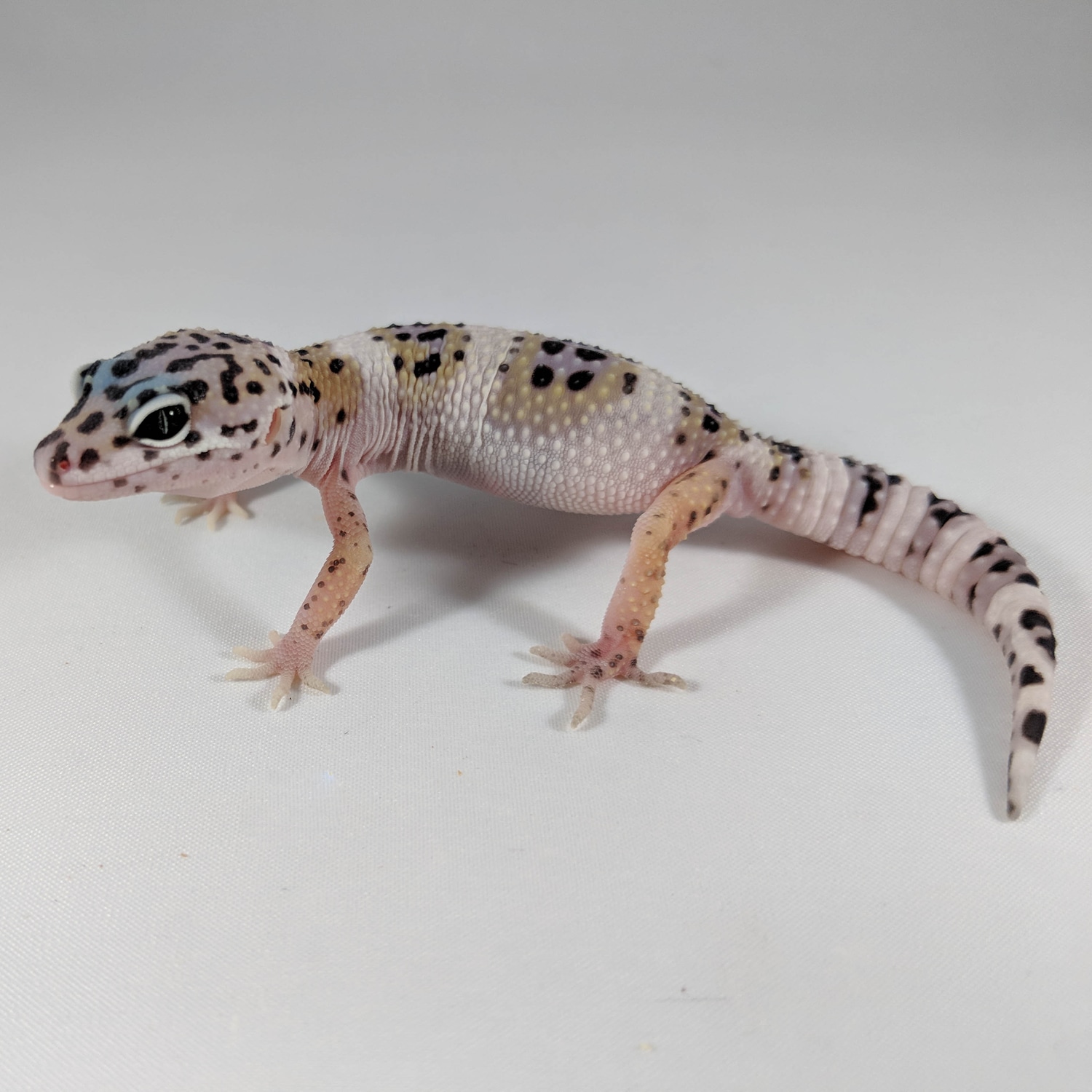 Mack Snow, Ghost Leopard Gecko by Geckodex Reptiles - MorphMarket
