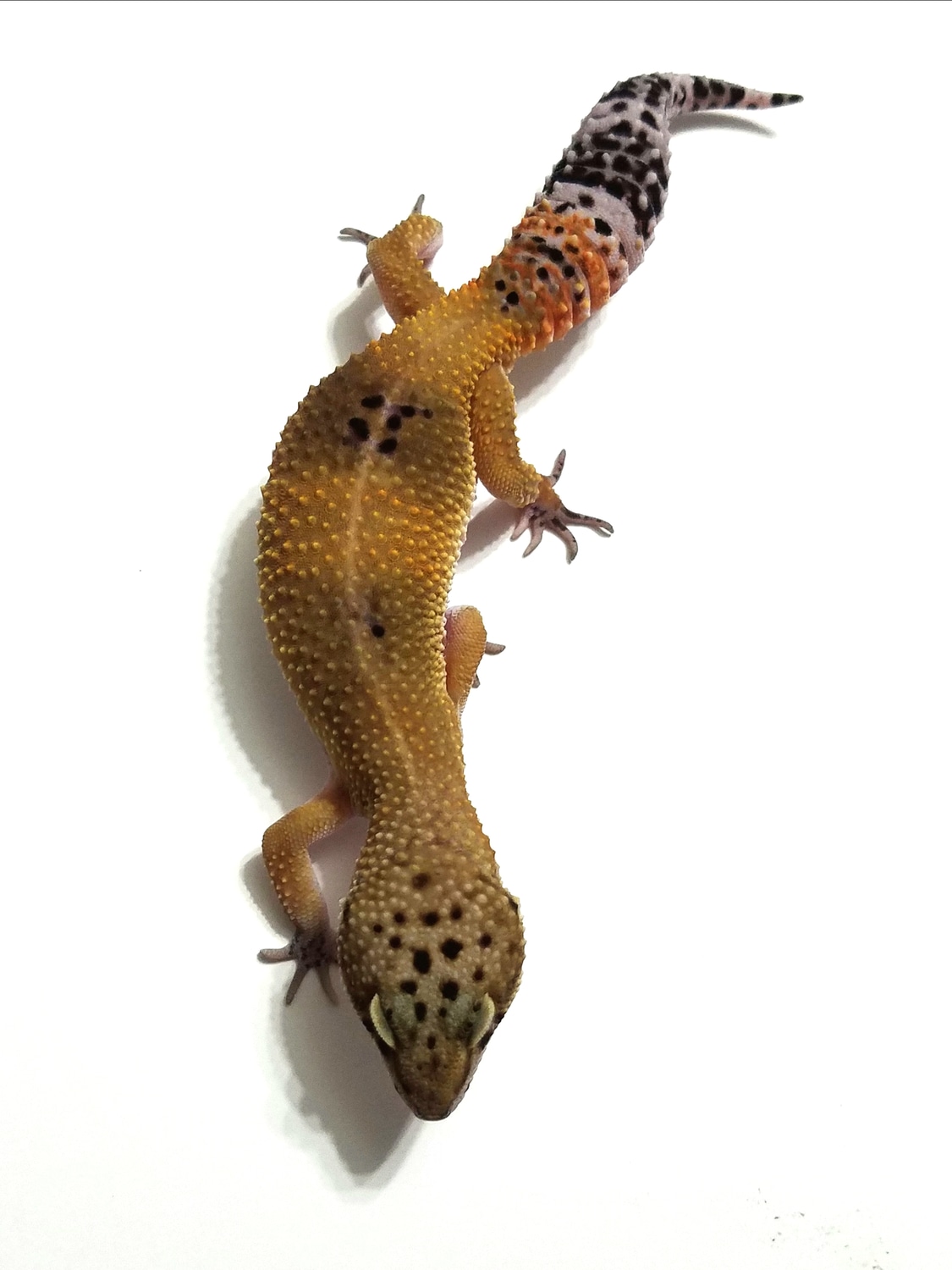 Charcoal/Black Pearl/Black Night Leopard Gecko by Geckodiction ...