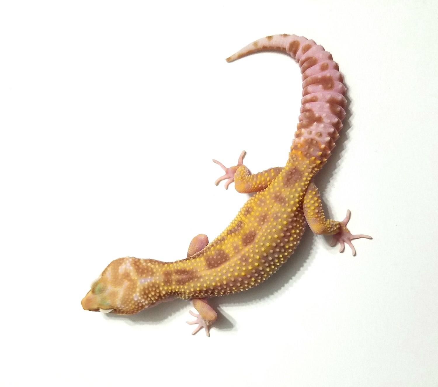 Mack Snow Rainwater Albino Leopard Gecko by Geckodiction - MorphMarket