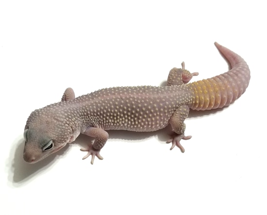 Charcoal Murphy Patternless Leopard Gecko by Geckodiction