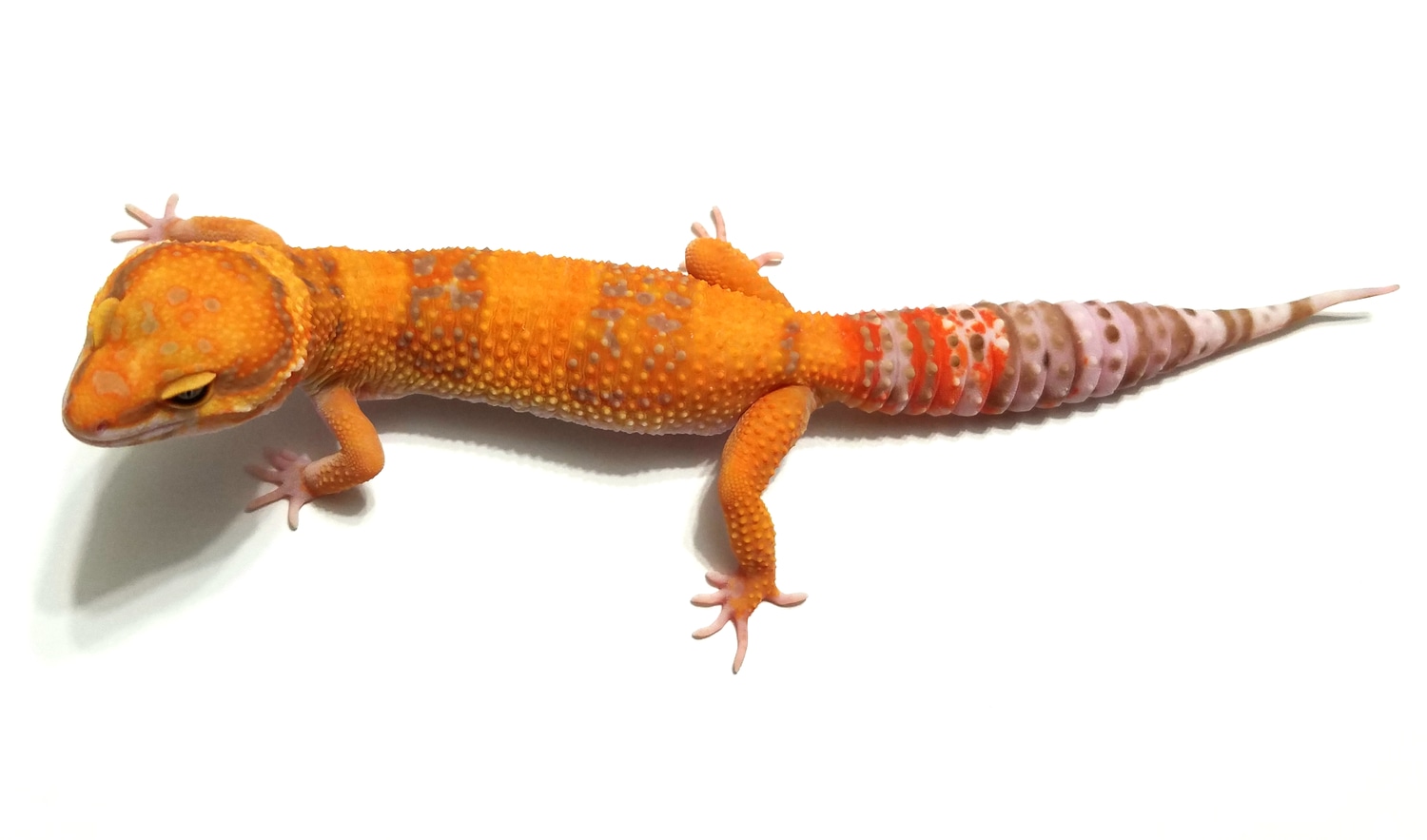 Firewater X Raining Red Stripe Leopard Gecko by Geckodiction - MorphMarket