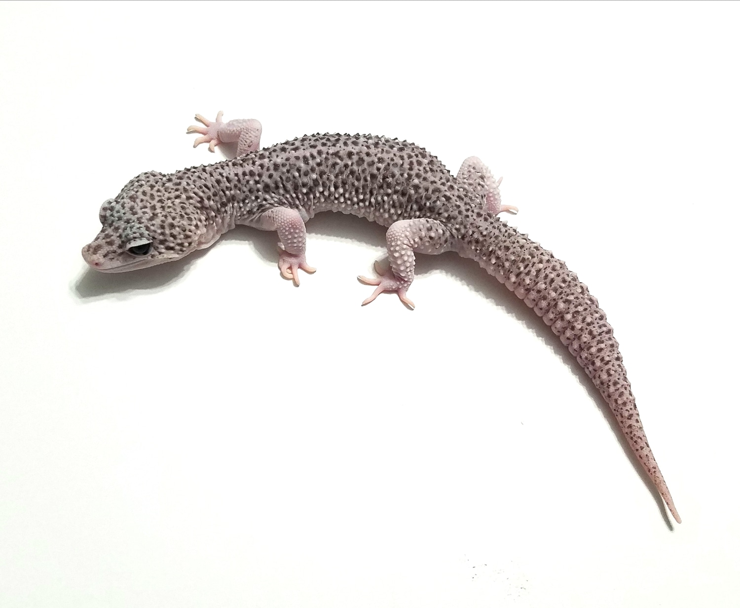 Super Snow Eclipse Het.Bell Murphy Patternless Leopard Gecko by ...