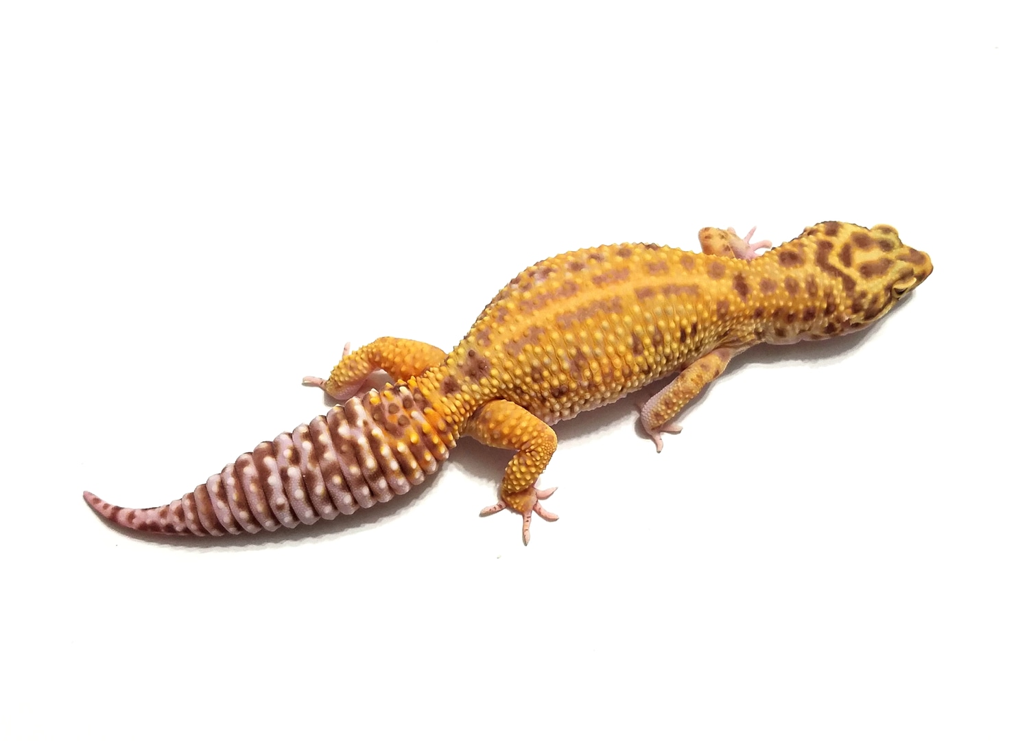 Red Stripe Bell Albino Leopard Gecko by Geckodiction - MorphMarket