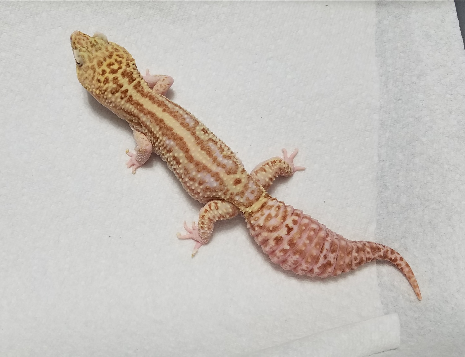 Gem Snow Raptor Leopard Gecko by Geckodiction - MorphMarket