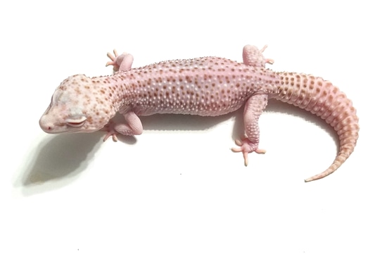 Super Radar Leopard Gecko by Geckodiction