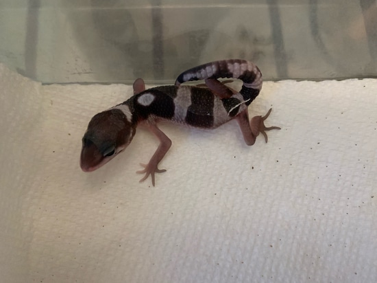 Super Snow RAPTOR Leopard Gecko by Dave’s reptiles