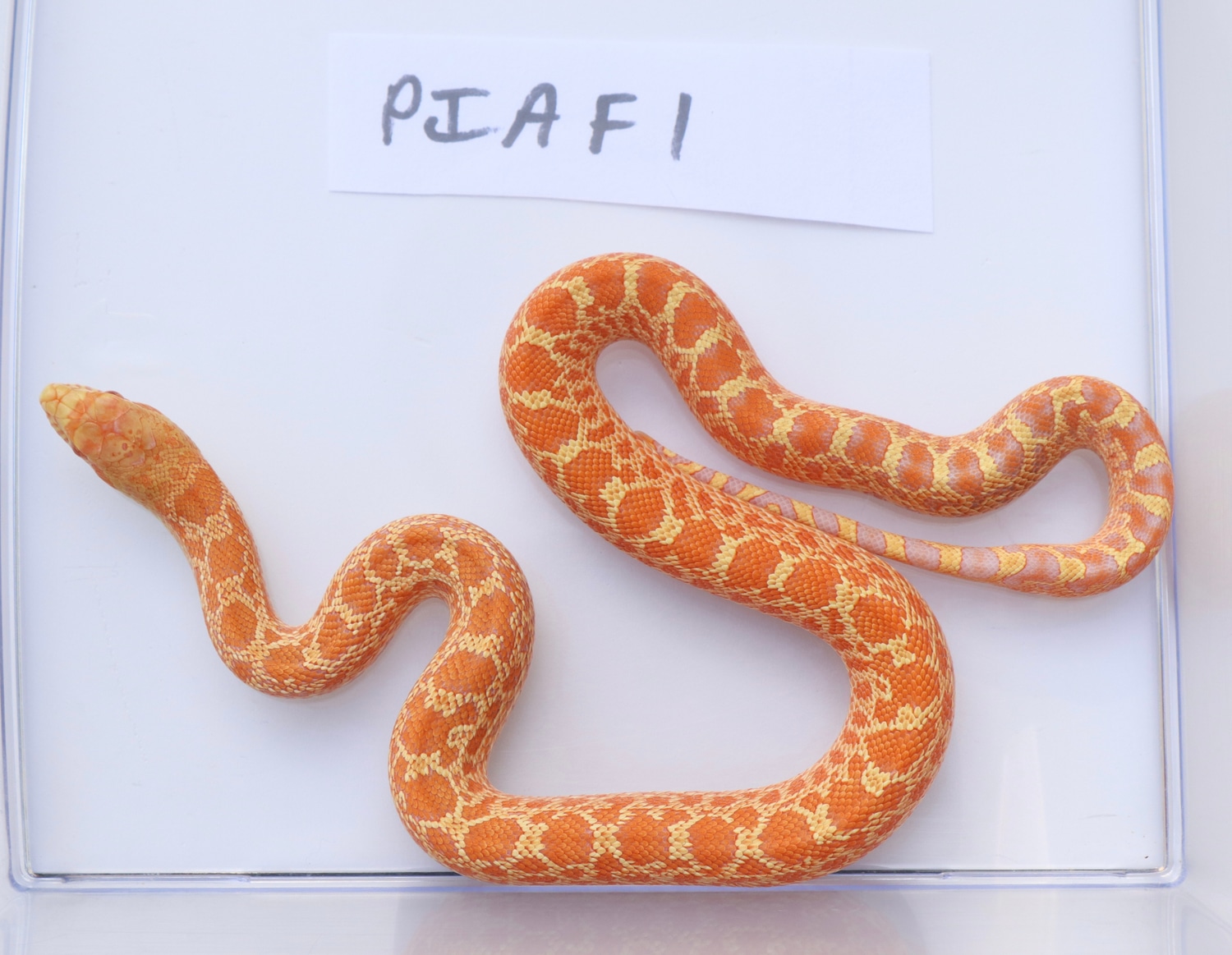 Albino Het Patternless- PIAF1 Bullsnake by JRP_Reptiles_LLC - MorphMarket