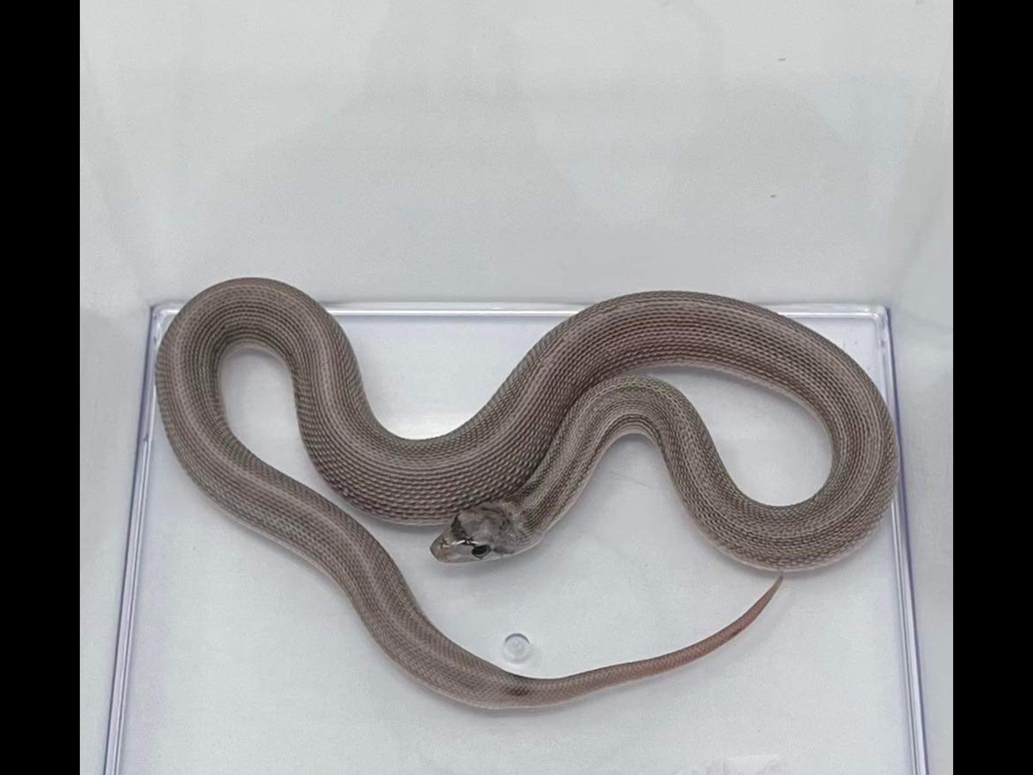 Axanthic Patternless, Het Blizzard Bullsnake by JRP_Reptiles_LLC ...