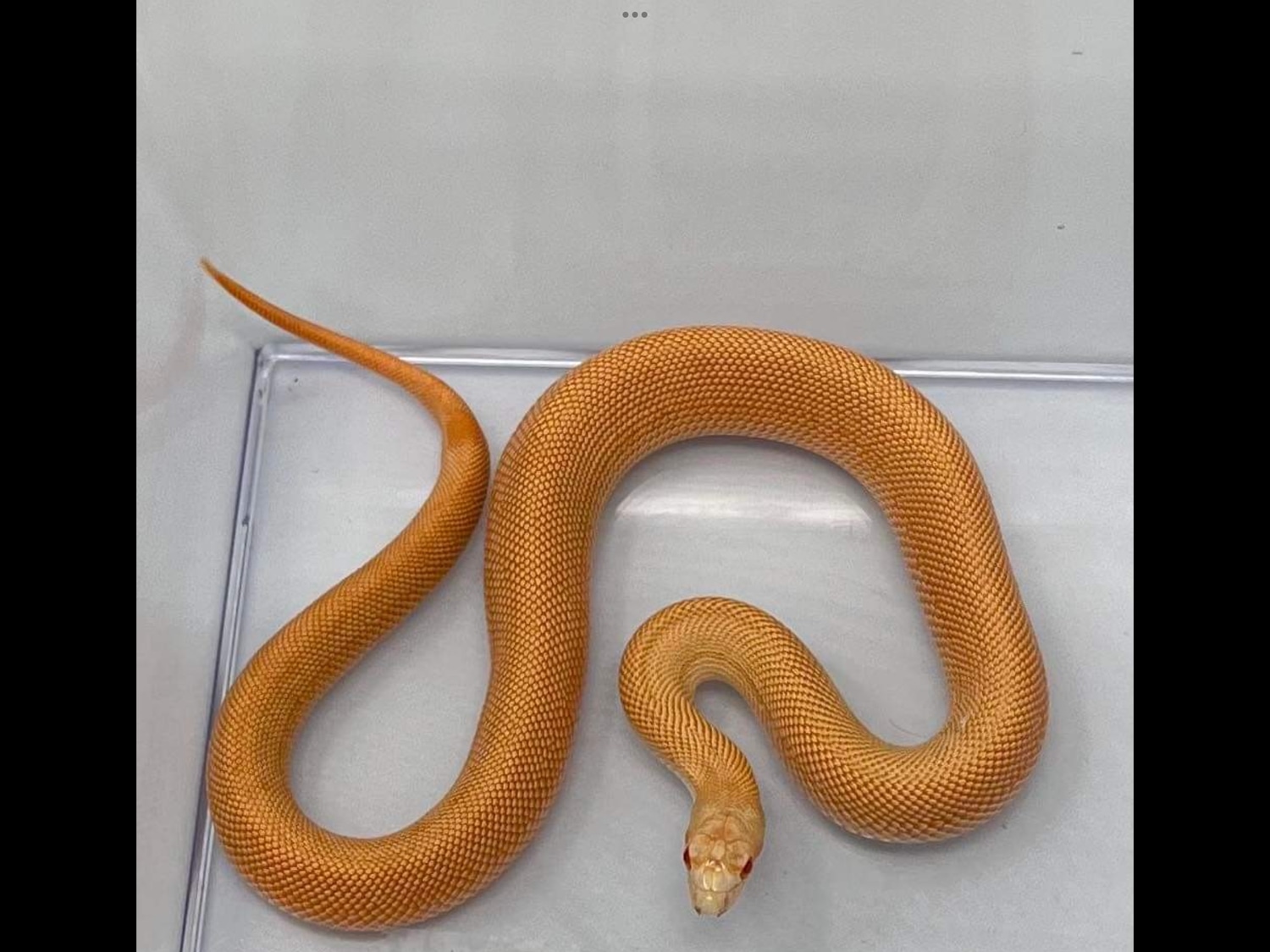 Albino Patternless Bullsnake by JRP_Reptiles_LLC - MorphMarket