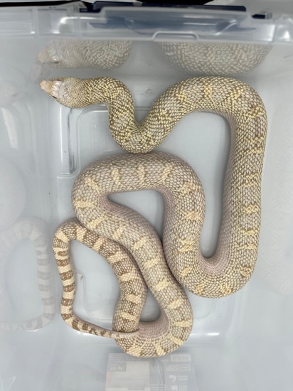 1.2 2020 Ivory Patternless Albino Project Bullsnake by JRP_Reptiles_LLC